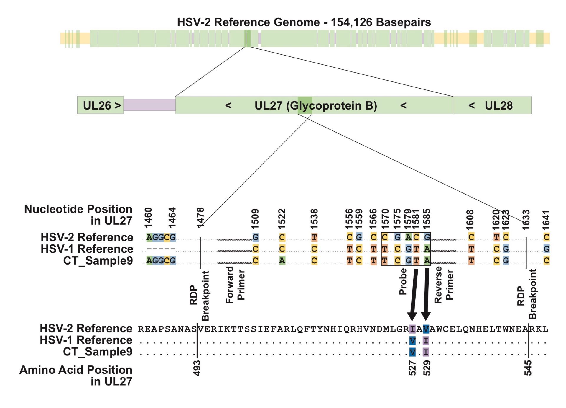 Herpes simplex virus mistyping due to inter-species recombination ...