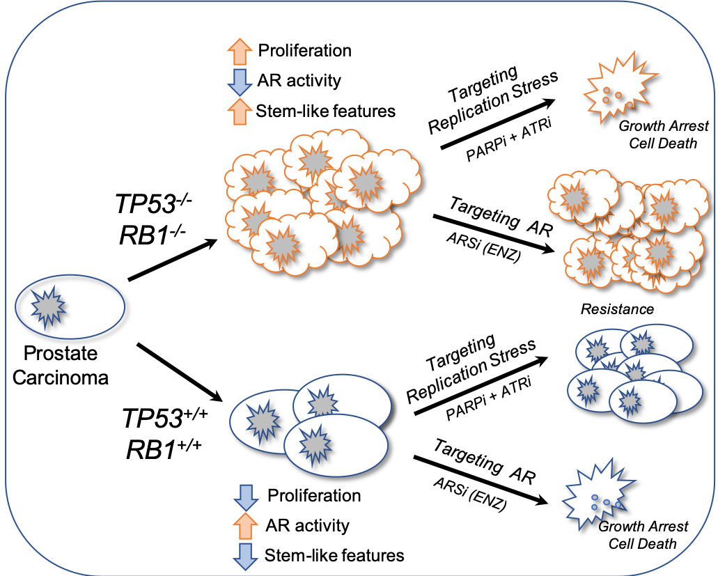 Targeting replication stress as an effective treatment for TP53/RB1 ...
