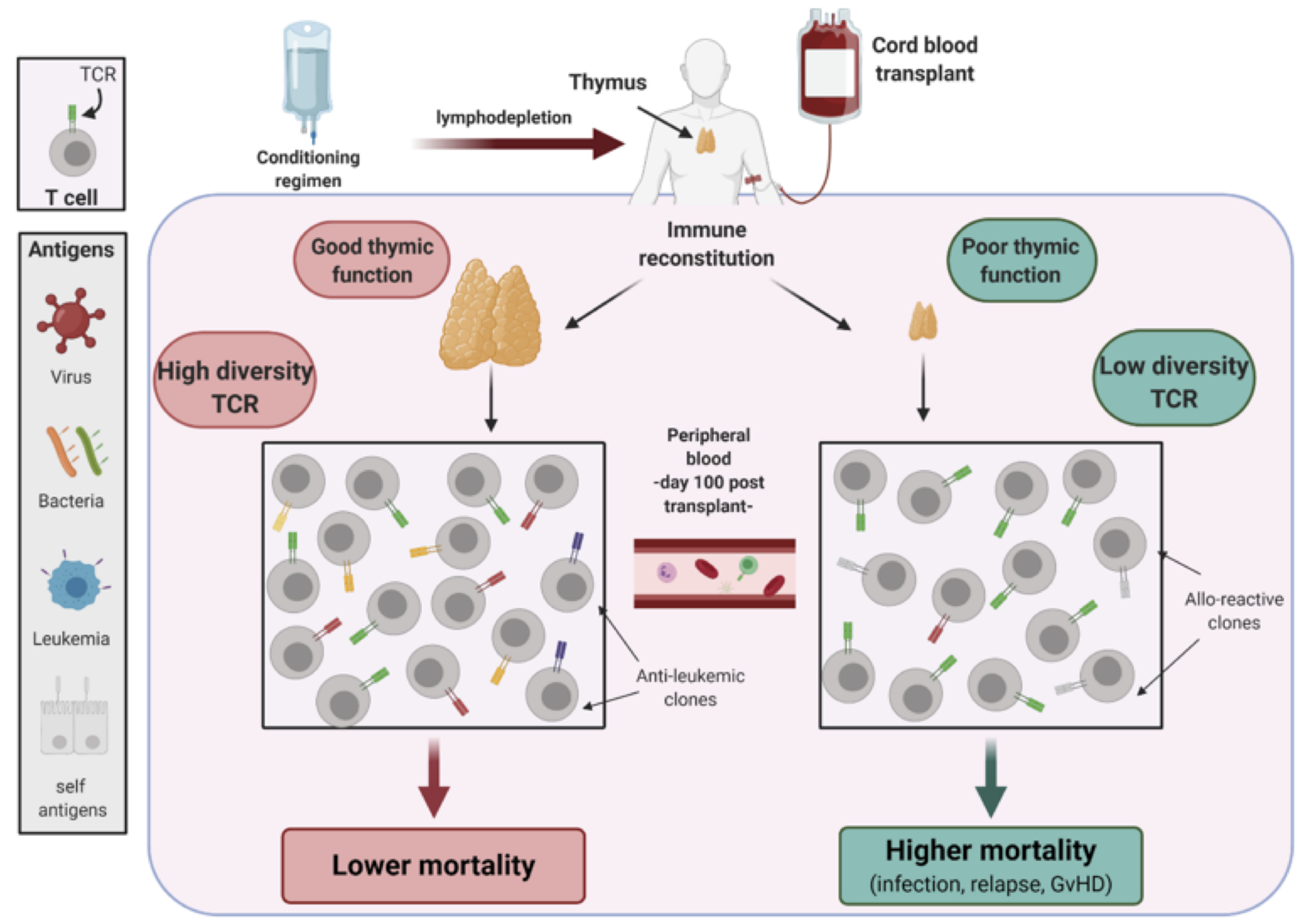 T cell diversity as a measure of immune recovery following CBT | Fred ...