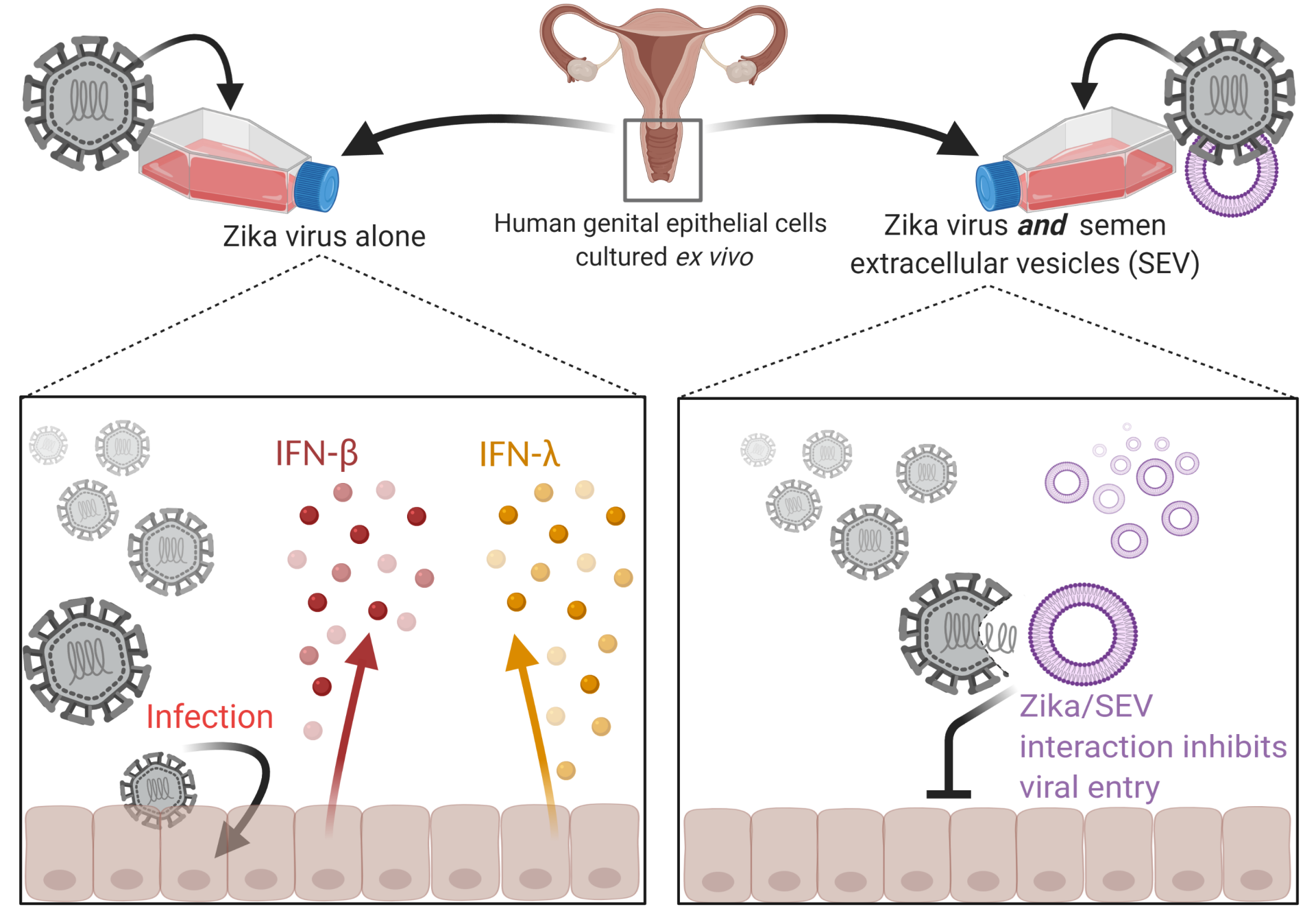 Seminal extracellular vesicles modulate ZIKV infection | Fred ...
