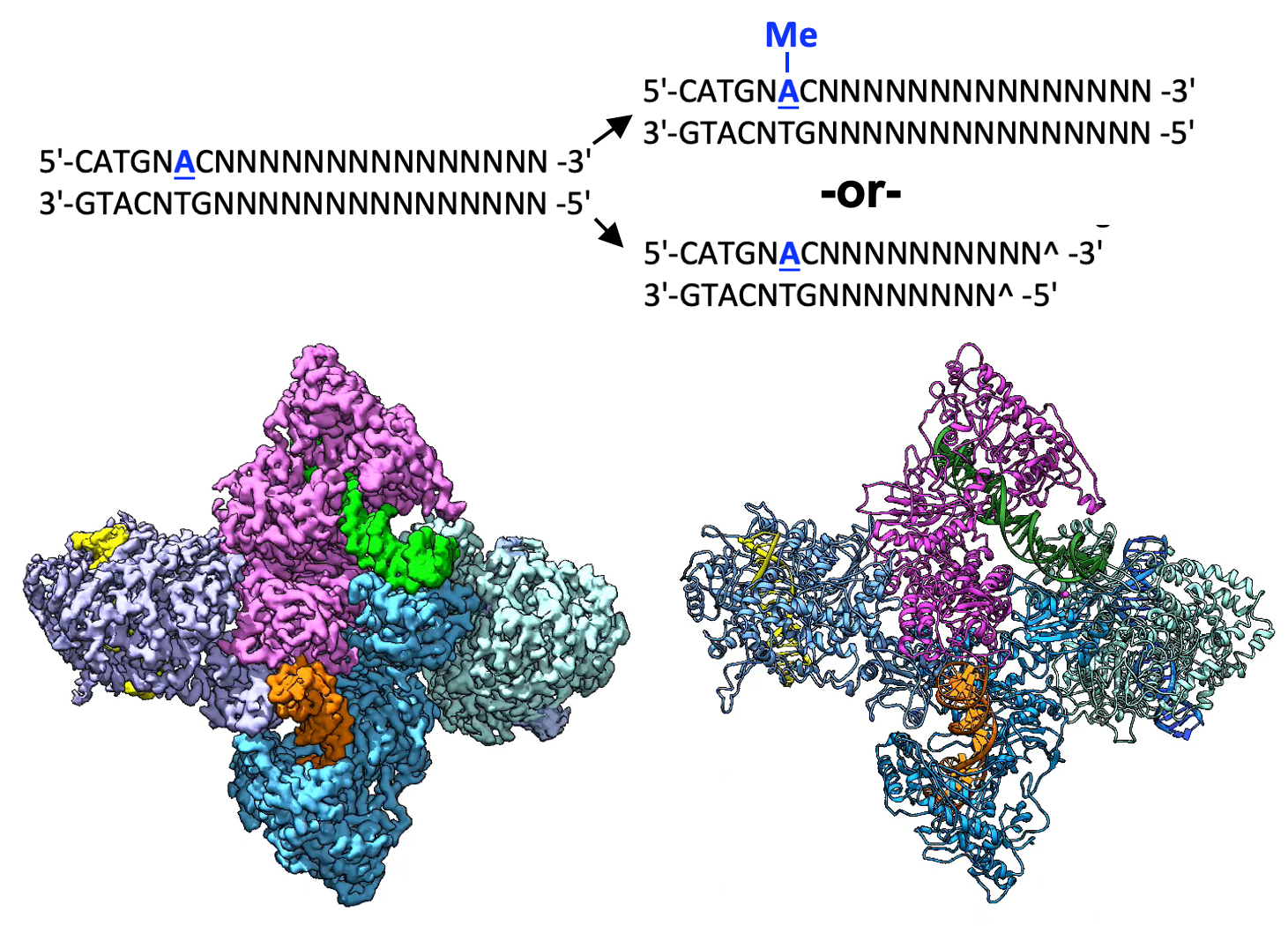 Telling friend from foe in the bacterial immune system | Fred ...
