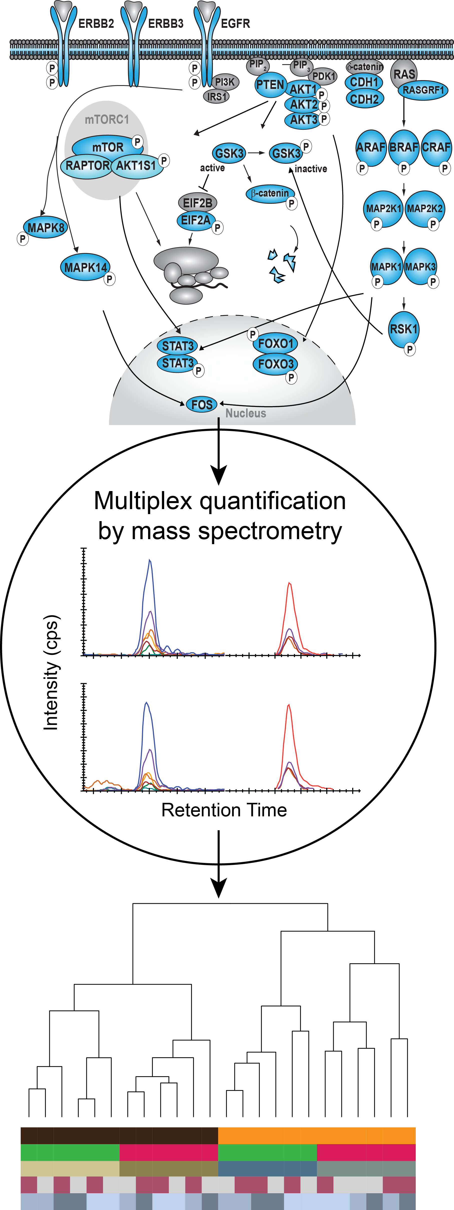 Methods for the masses: multiplexed growth signaling analyses by mass ...