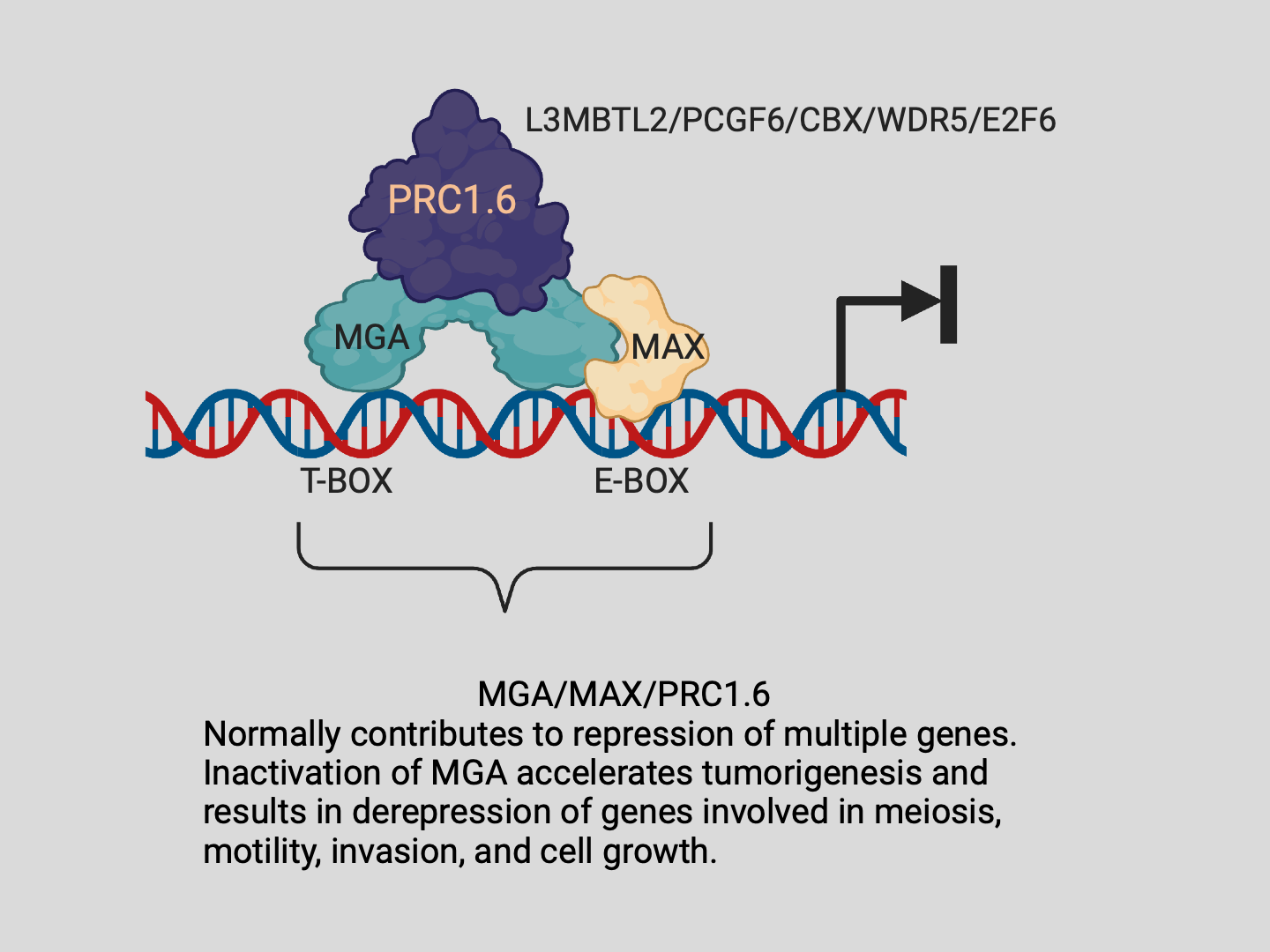 MGA & MYC: mega-sized players in cancer progression | Fred Hutchinson ...