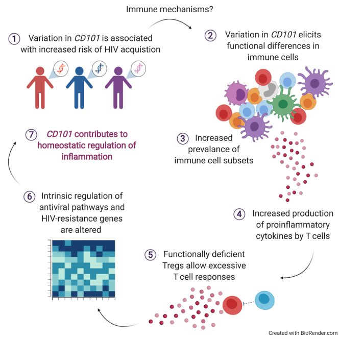 Genetic variations in CD101 affect HIV risk | Fred Hutchinson Cancer Center