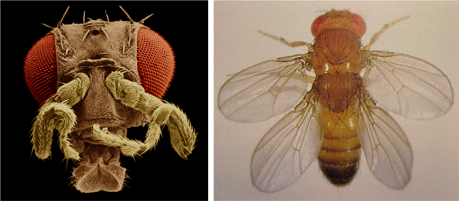 You’ve got something in your eye: cellular reprogramming in development ...