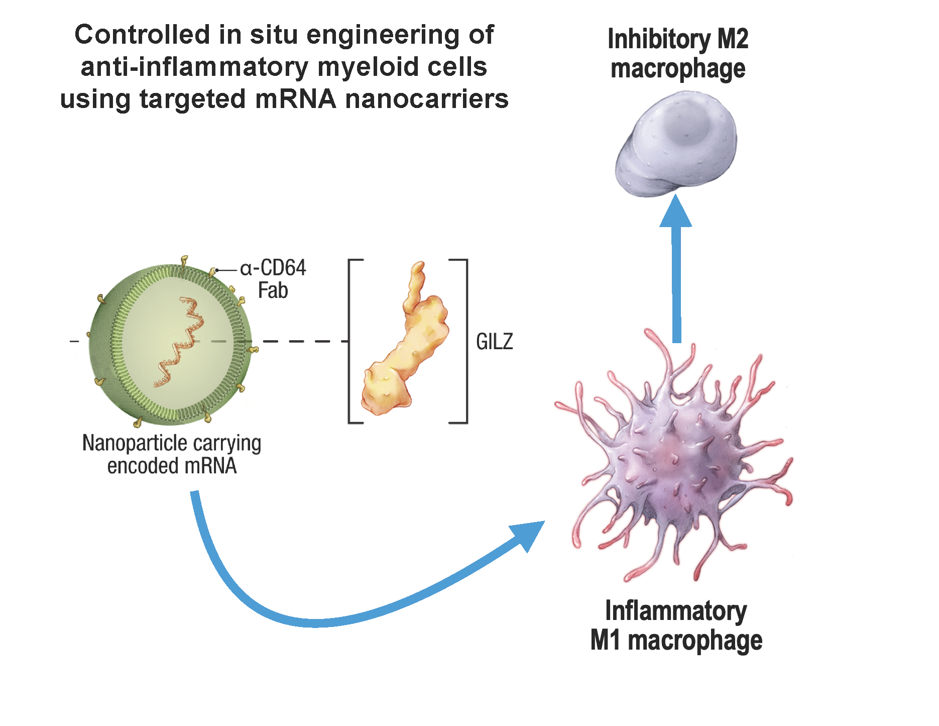 Nanoreagents for improving inflammation in auto-immune disease | Fred ...