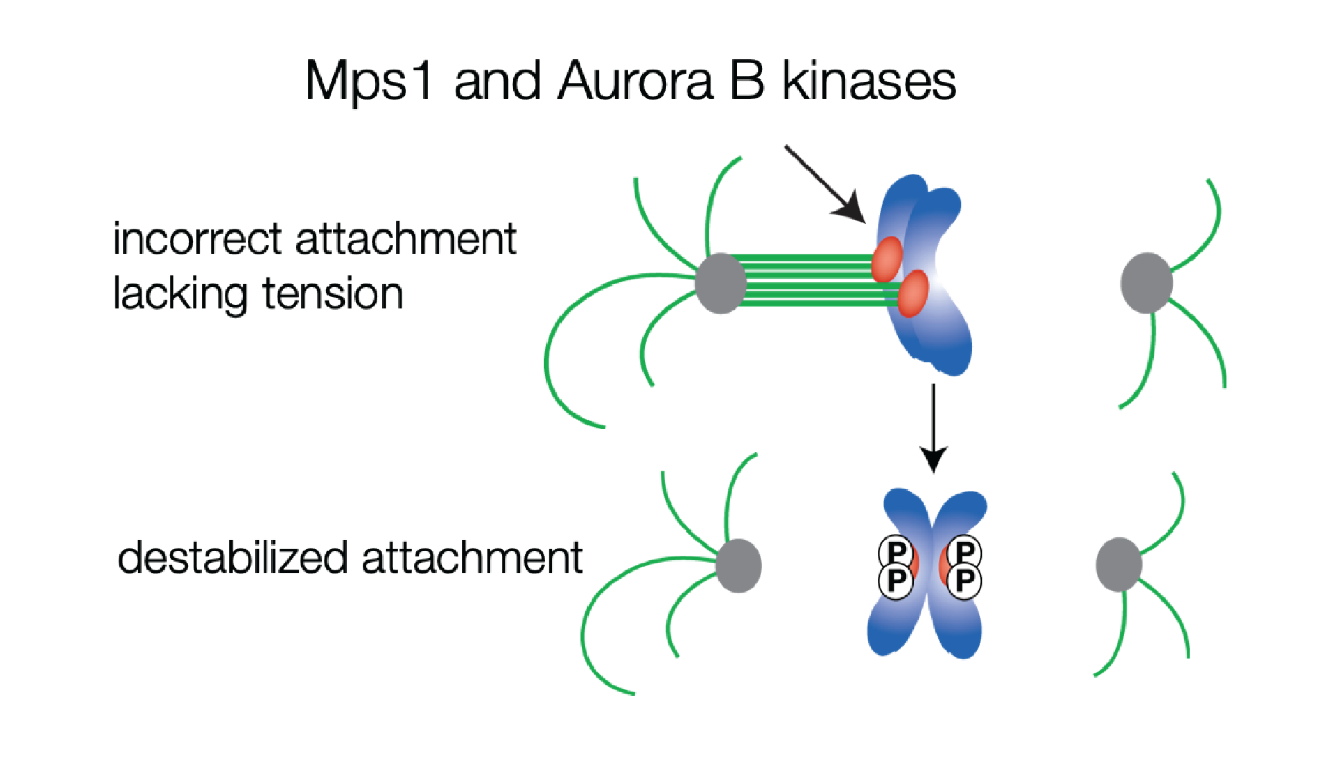Mps1: A new referee in a game of cellular tug-of-war | Fred Hutchinson ...