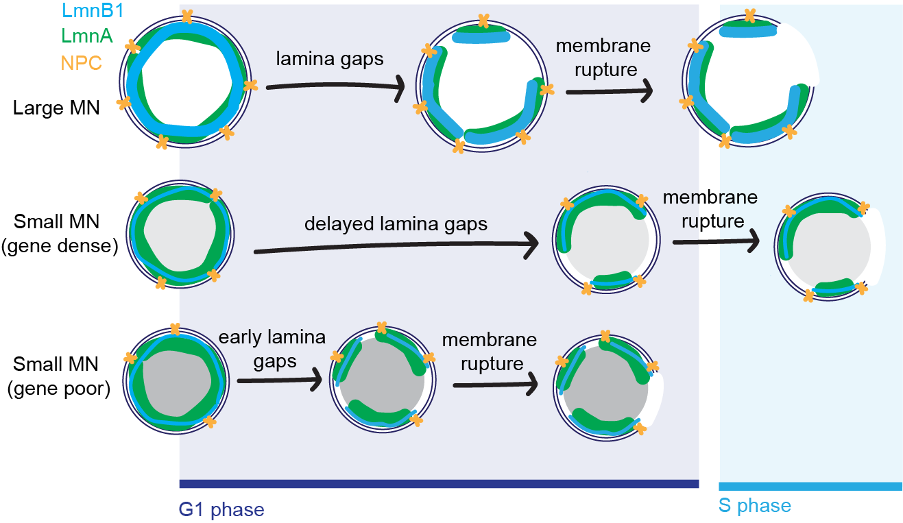 Chromosomes take fate into their own hands during micronucleus rupture ...