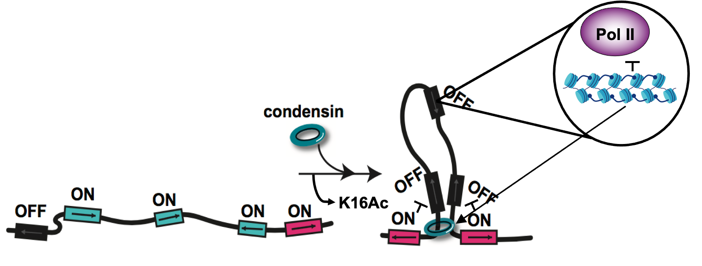 Chromatin fibers: oh what a tangled web we weave | Fred Hutchinson ...
