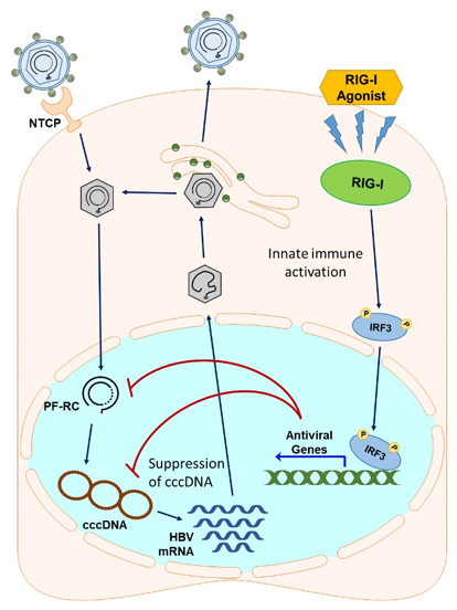 How the Gale Lab “RIG”s innate immune responses against hepatitis B ...
