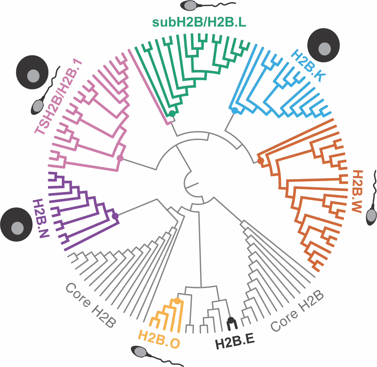 Histone variants: new versions of ancient genes | Fred Hutchinson ...