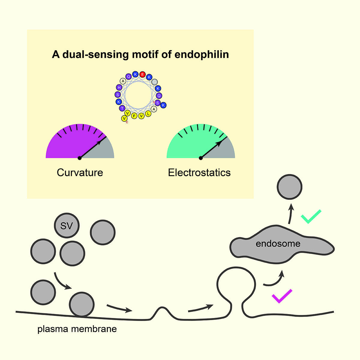 Endophilin’s charged relationship with curved membranes - Fred Hutch