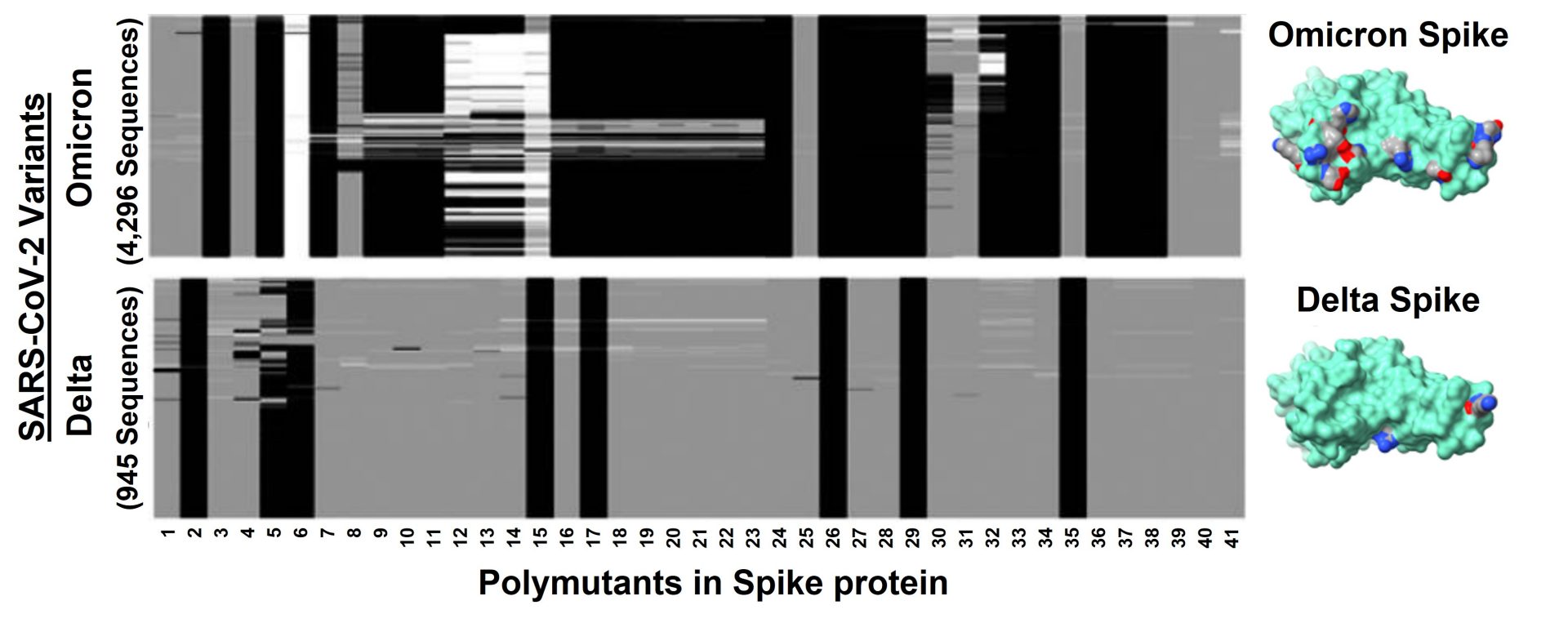 Discovering potential emerging SARS-CoV-2 variants | Fred Hutchinson ...