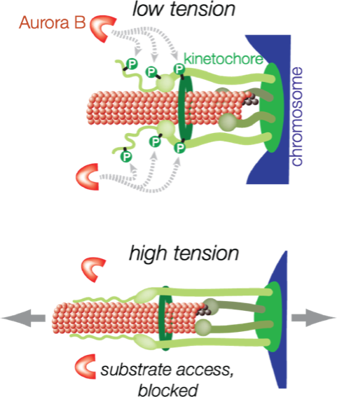 Cellular choke artist: Aurora B doesn’t perform well under pressure ...