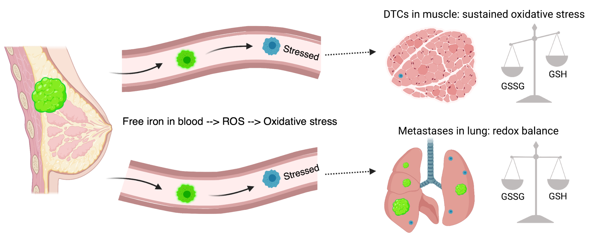 “Why doesn’t cancer metastasize to your muscles?” - Fred Hutch