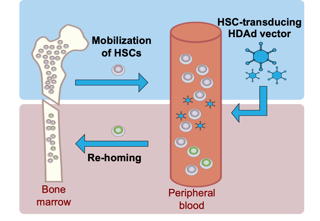 The future of blood stem cell gene therapy is in vivo | Fred Hutchinson ...