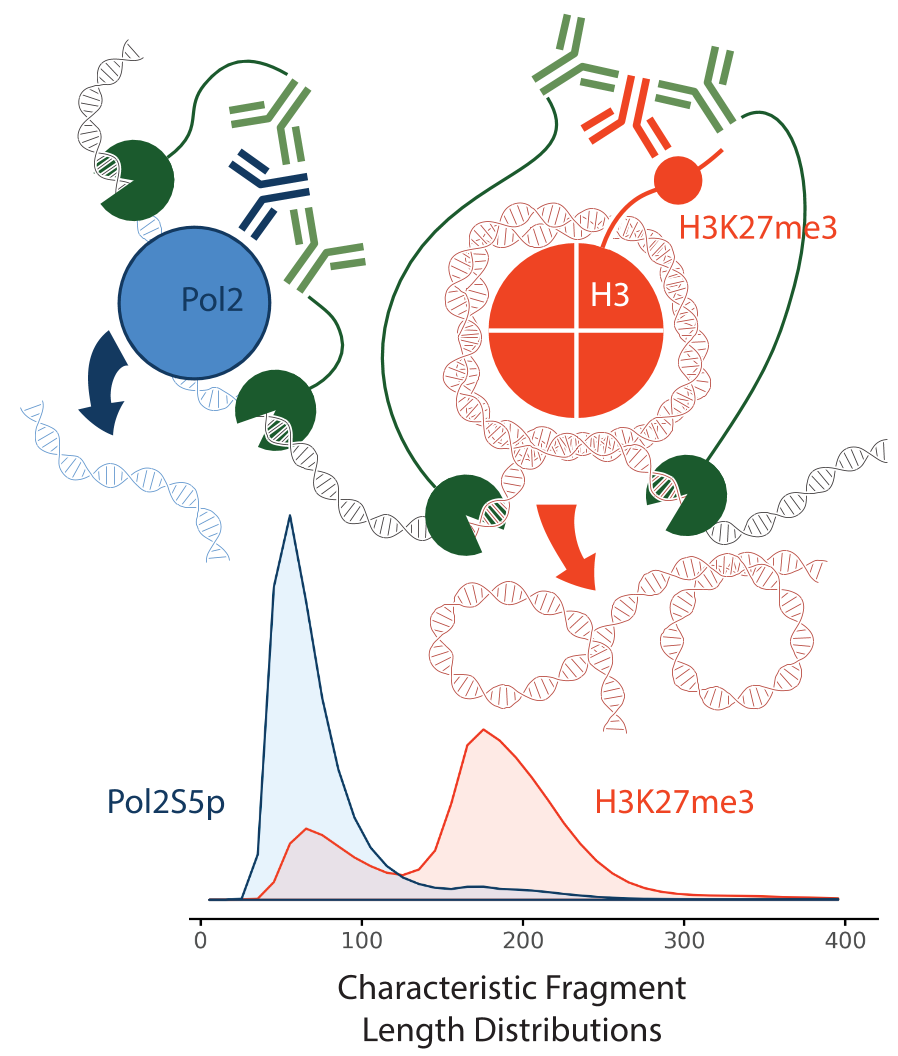 Peeling back the layers of a cell’s epigenomic data - Fred Hutch