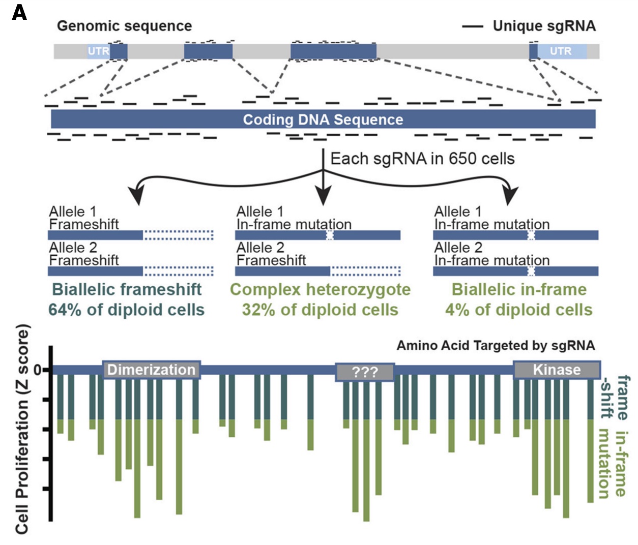 Searching beyond the streetlight to uncover functional protein domains ...