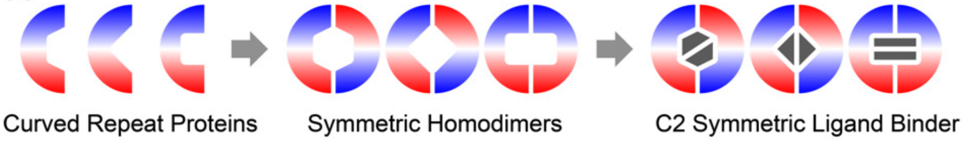 Outpacing evolution: synthetic protein design for biomedical ...