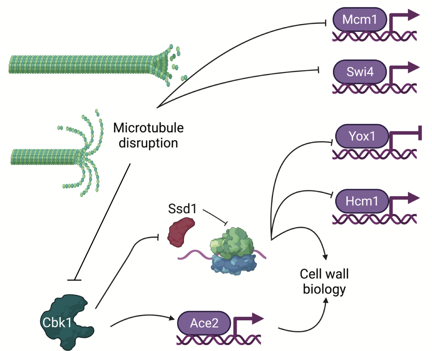 Before cells divide, microtubule integrity and cell wall gene regulation are intertwined | Fred ...