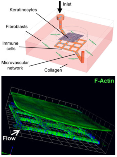 A new take on having skin in the game - Fred Hutch