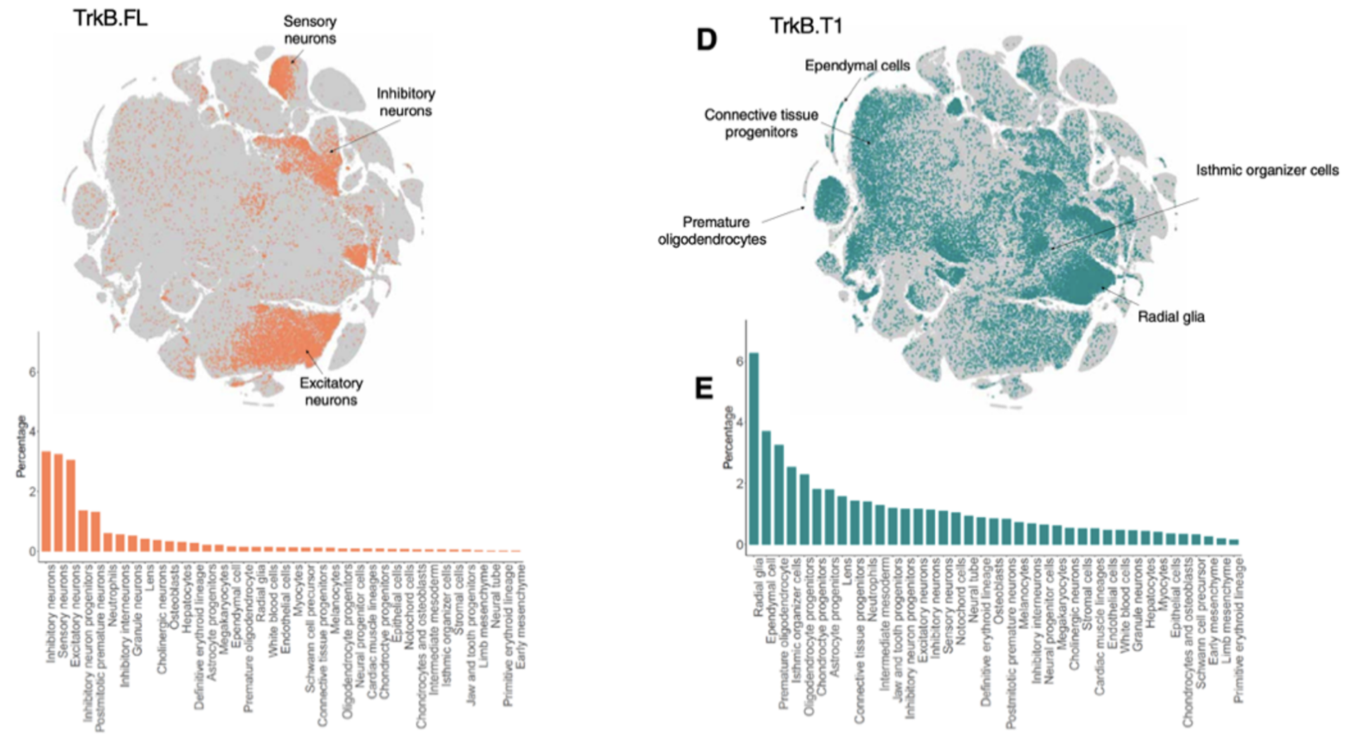 Oncogenic role of a developmentally regulated NTRK2 splice variant ...