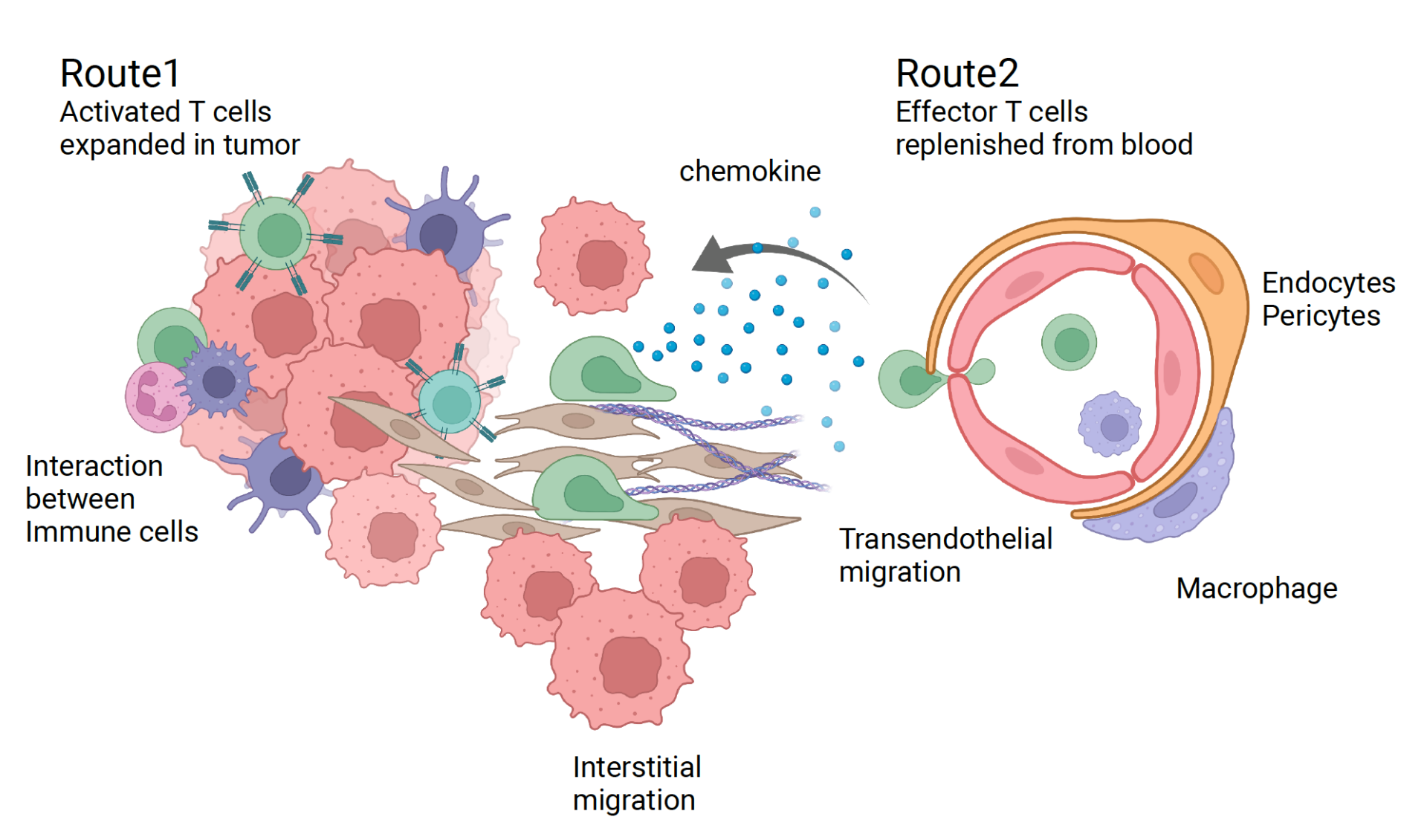Decoding the function of clonally expanded T cells in kidney cancer ...