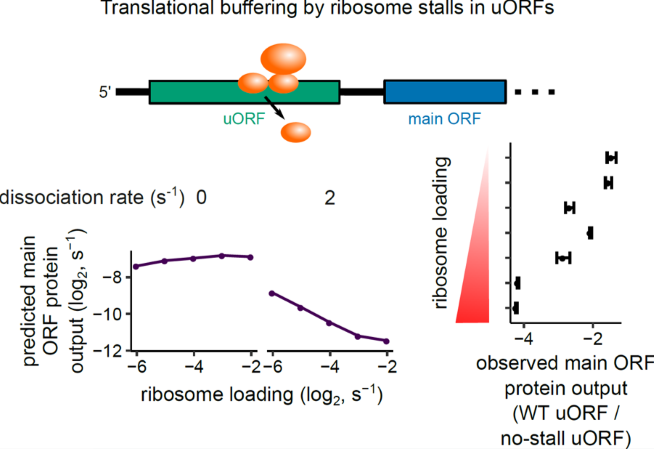 Computational kinetic modeling informs on uORF buffering activity ...