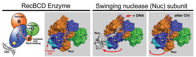 Swing and a hit! RecB contacts RecC to repair DNA breaks | Fred ...