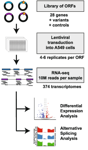 Mutant KRAS signaling drives alternative splicing in lung cancer cells ...