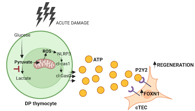 Duel to the death: a metabolic switch underlies thymus regeneration ...