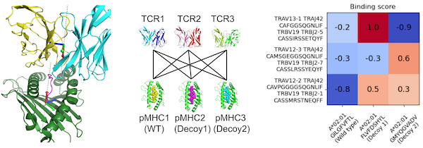 Improving T cell receptor:peptide-MHC interaction predictions | Fred Hutchinson Cancer Center