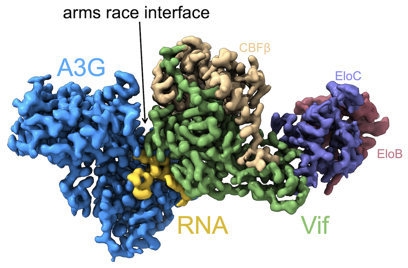 For the first time (in cryo-EM): A3G and Vif structure revealed - Fred ...