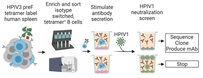 Cross-neutralizing Monoclonal Antibodies Against Respiratory Viruses ...