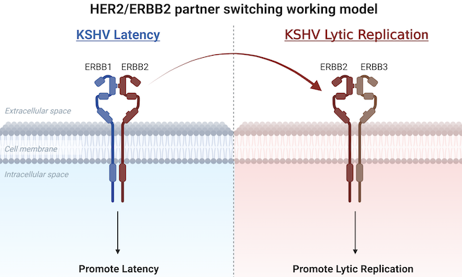Switching from KSHV latency to lytic replication | Fred Hutchinson ...