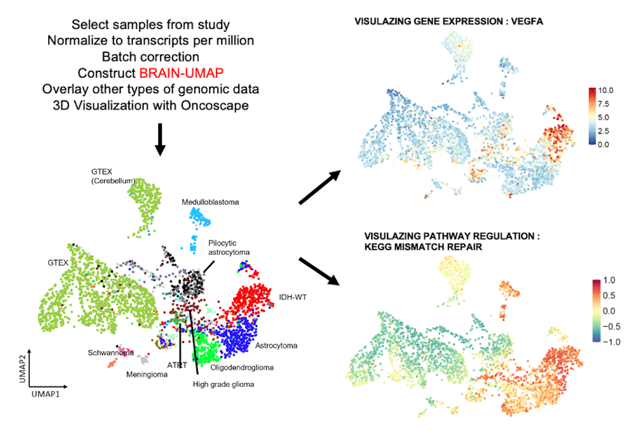 Introducing the Brain-UMAP: a reference map of the human brain | Fred ...
