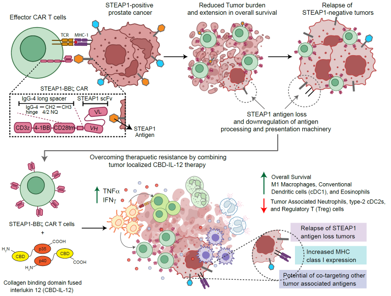Boost and attack approach for metastatic prostate cancer therapy! | Fred Hutchinson Cancer Center