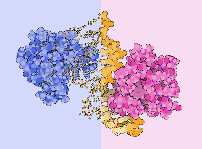 ‘Dux’ and Cover: an enigmatic protein’s potential role in immune ...