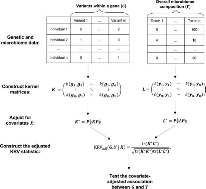 Computational method identifies genetic drivers of microbiome diversity ...