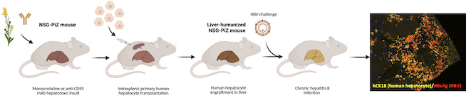 Liver-humanized mice to study hepatis B virus infection | Fred ...