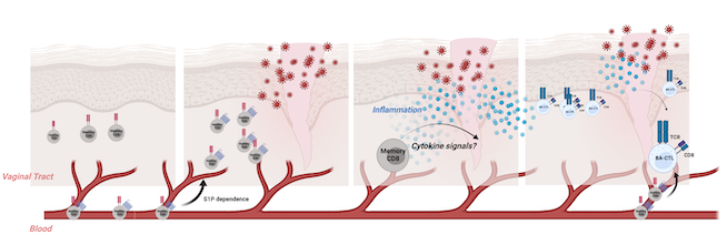 Bystander-activation of CD8 T cells during Herpes Virus 2 infection ...