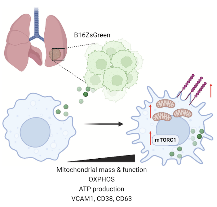 Macrophages "eat" tumor-derived microparticles to undergo a metabolic ...