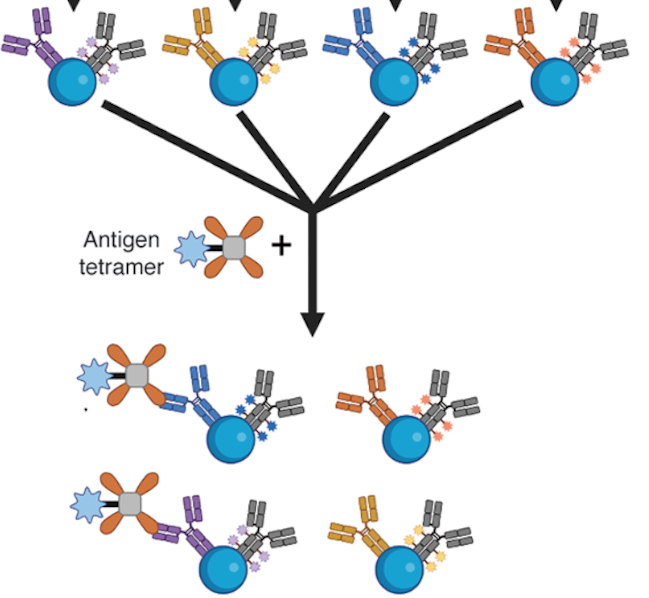 Try before you buy: a new method for validating antigen probes used in ...