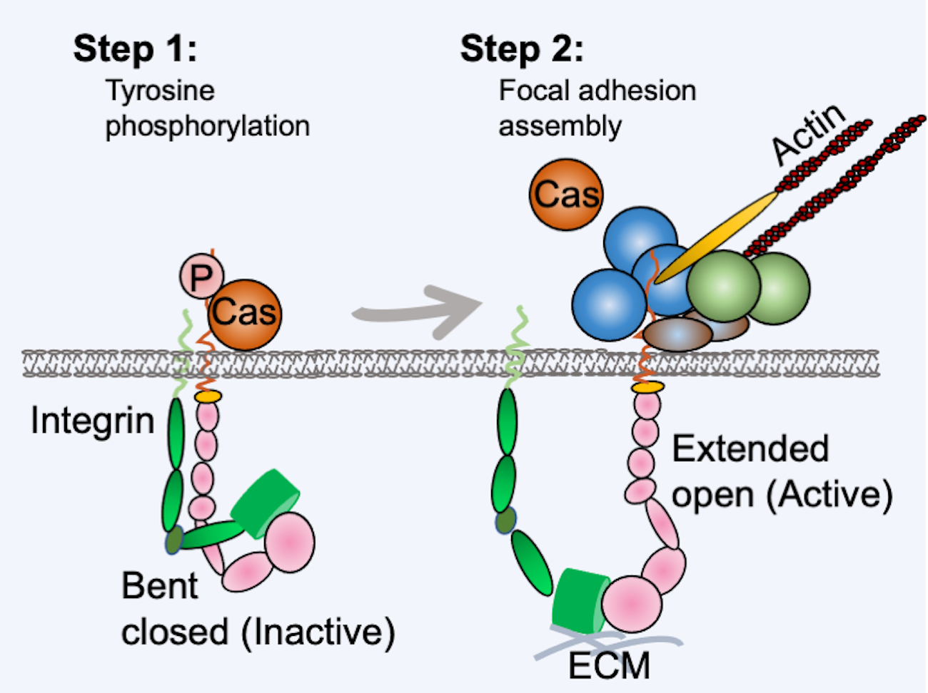 But first, Cas: a 2-step model for focal adhesion assembly | Fred ...