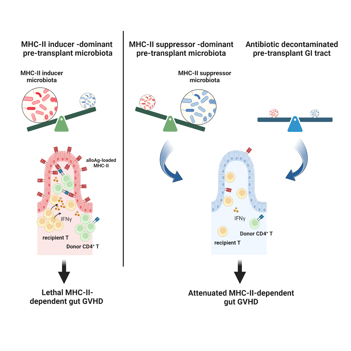 The interplay between intestinal microbiota and graft-versus-host ...
