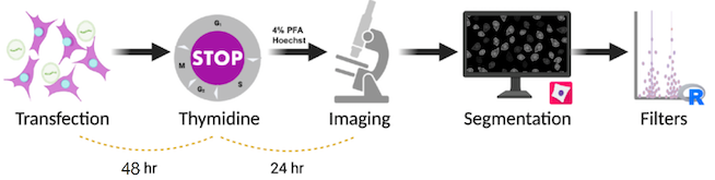 A new approach for studying nuclear membrane rupture | Fred Hutchinson ...
