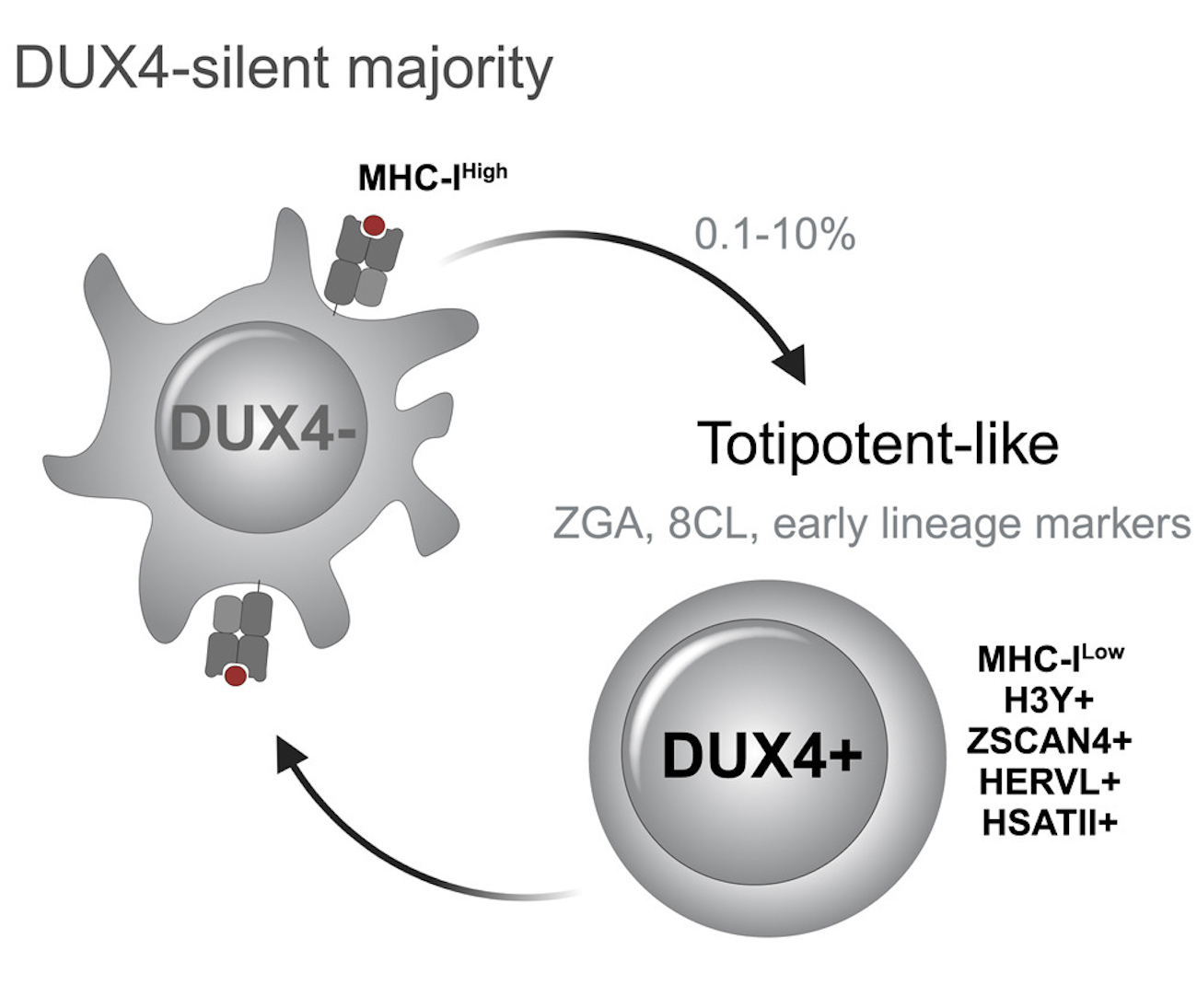 Ephemeral yet consequential: DUX4 activates an early embryonic program ...