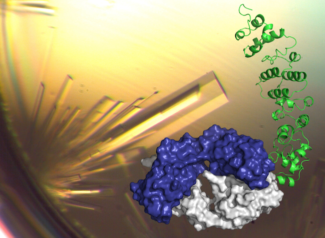 Discoveries go full circle in the hunt for an elusive protein’s ...