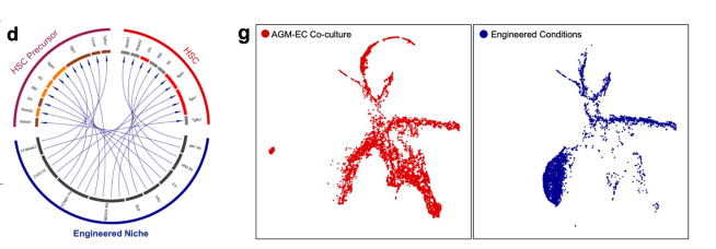 A niche topic: understanding the development of hematopoietic stem ...