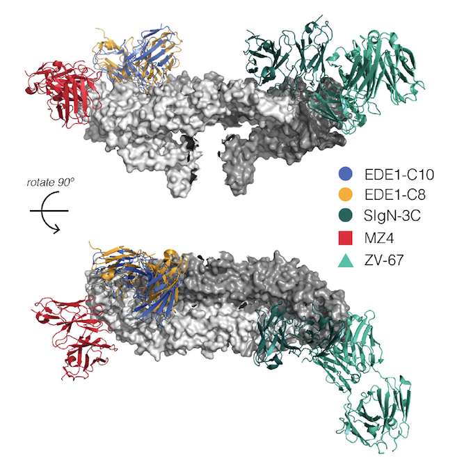 Escaping flavivirus-neutralizing antibodies | Fred Hutchinson Cancer Center